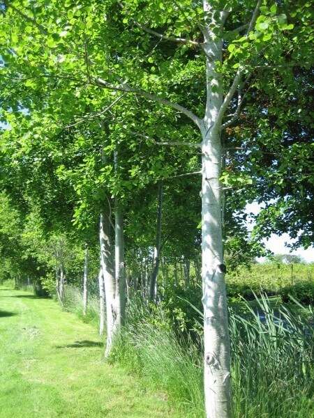 Populus Tremuloides - Sevenoaks Native Nursery