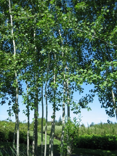 Populus Tremuloides - Sevenoaks Native Nursery