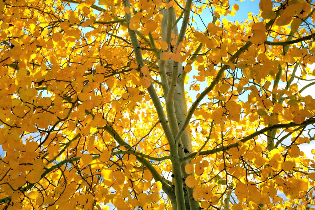 Populus Tremuloides - Sevenoaks Native Nursery