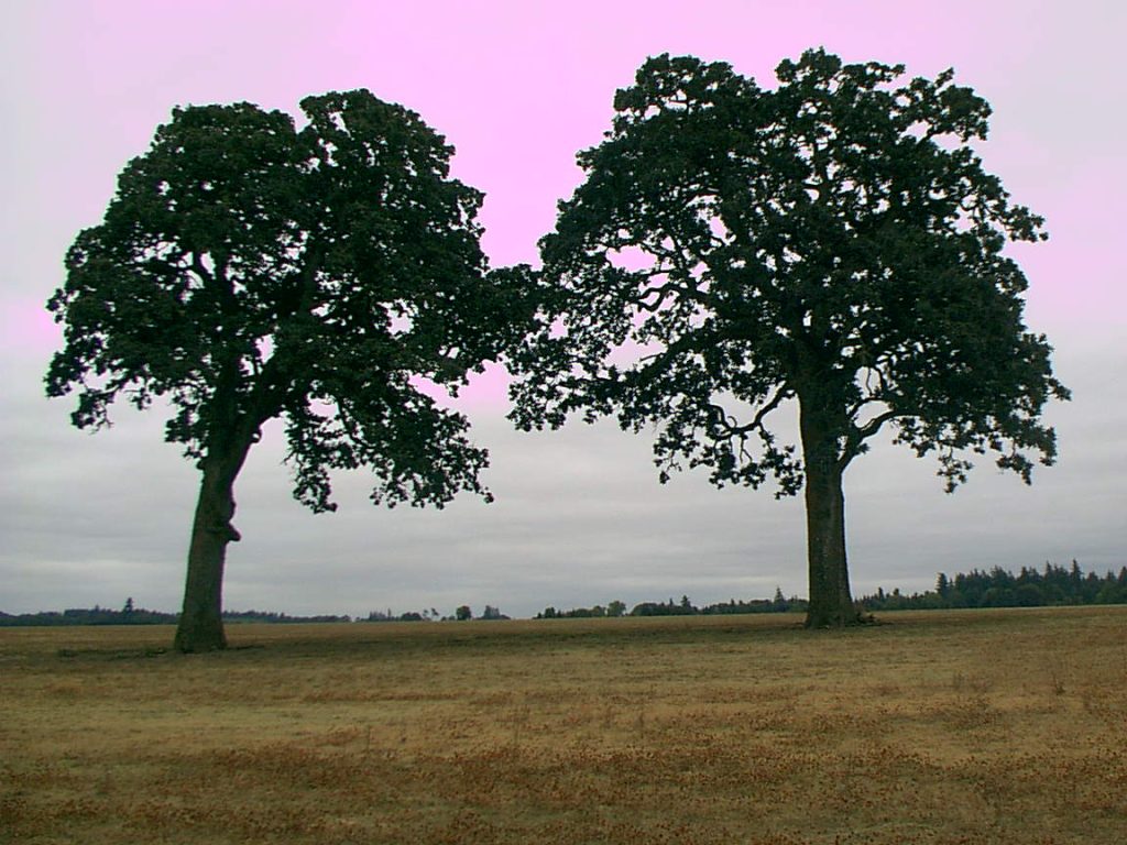 Quercus garryana - Sevenoaks Native Nursery