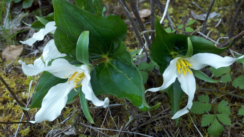 Trillium ovatum - Sevenoaks Native Nursery