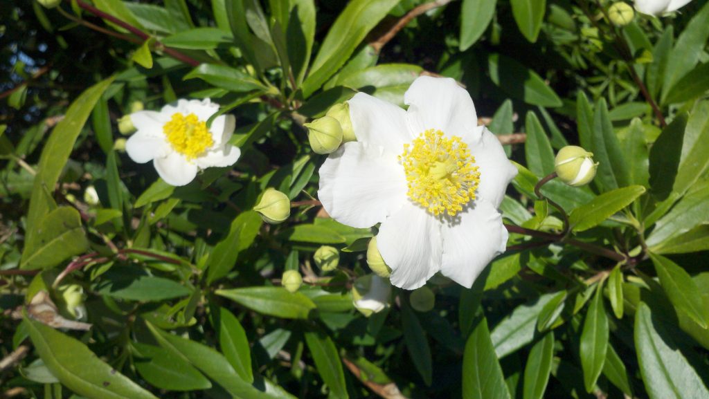 Carpenteria californica - Sevenoaks Native Nursery