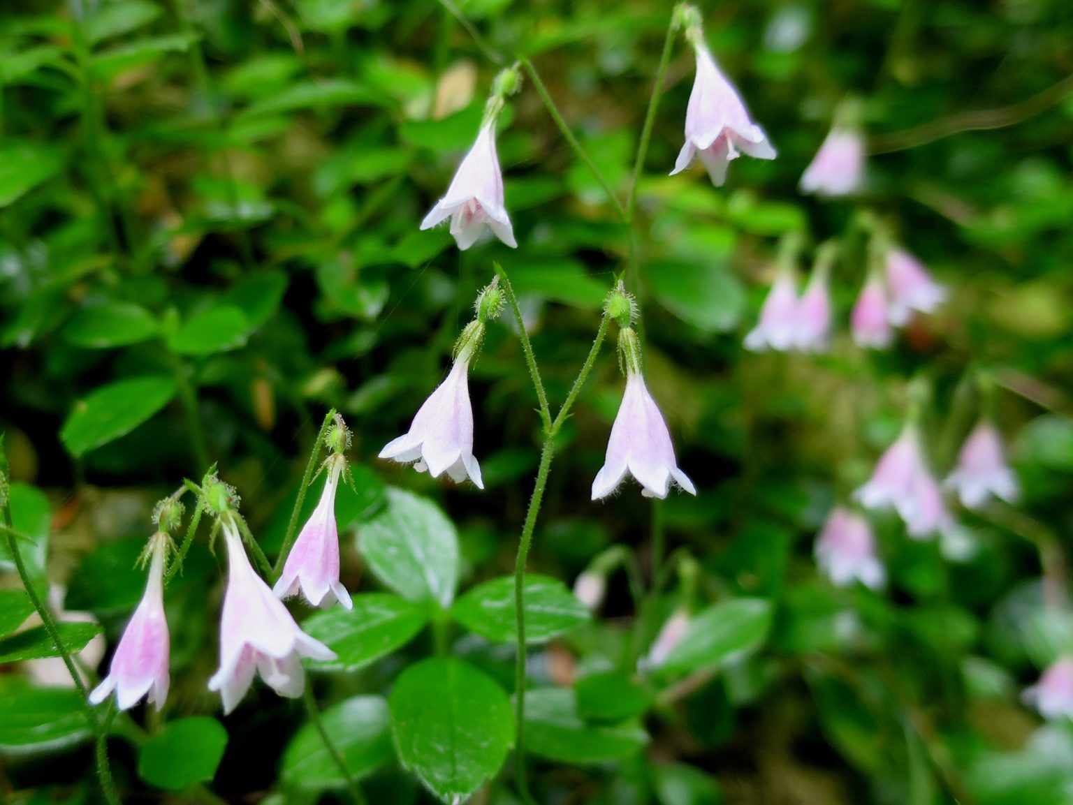 Linnaea borealis - Sevenoaks Native Nursery