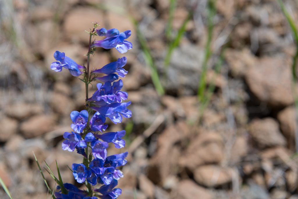 Penstemon azureus - Sevenoaks Native Nursery