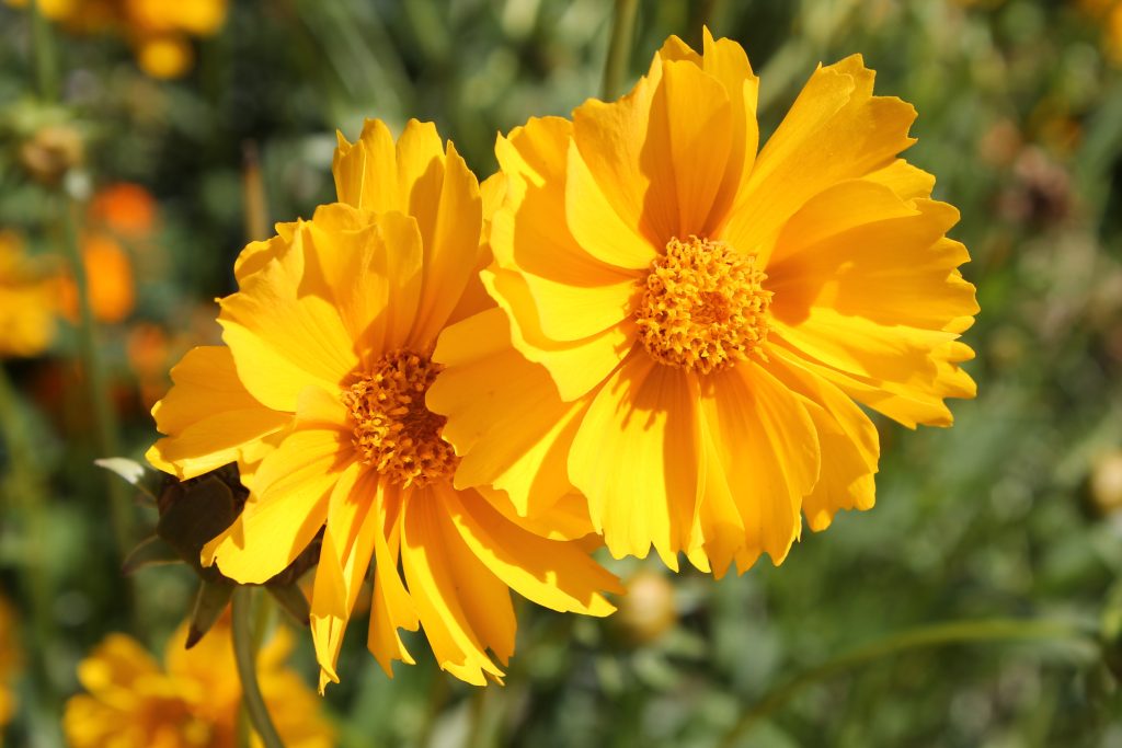 Coreopsis lanceolata - Sevenoaks Native Nursery