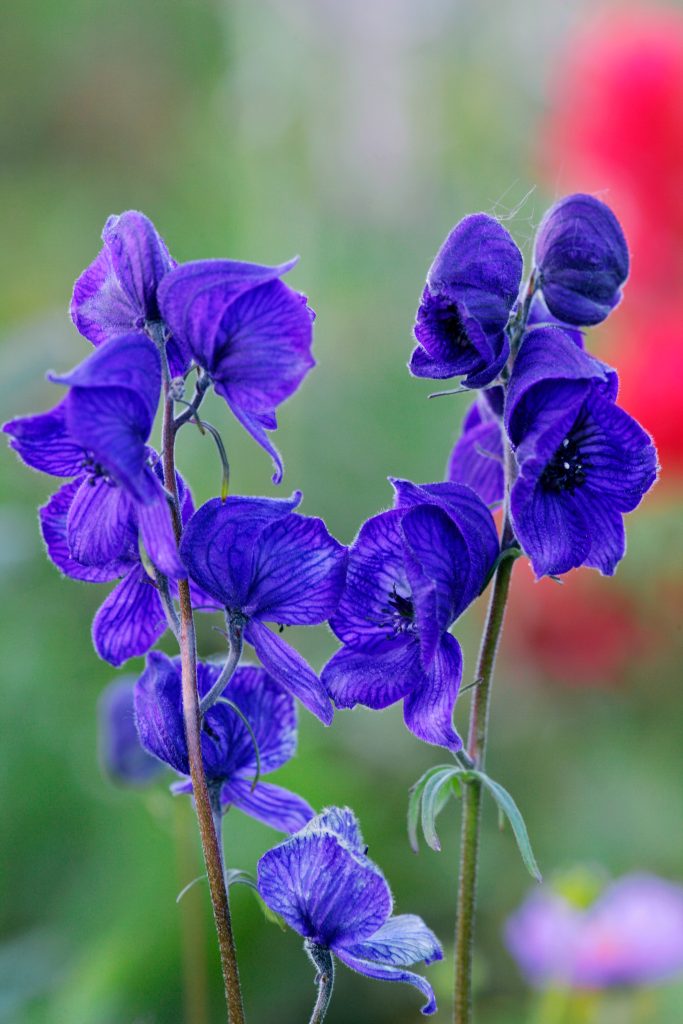 Aconitum columbianum - Sevenoaks Native Nursery