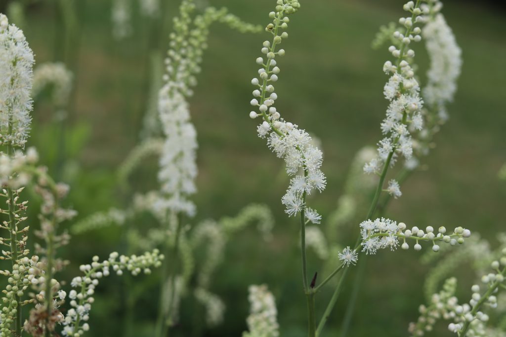 Cimicifuga [Actaea] elata - Sevenoaks Native Nursery