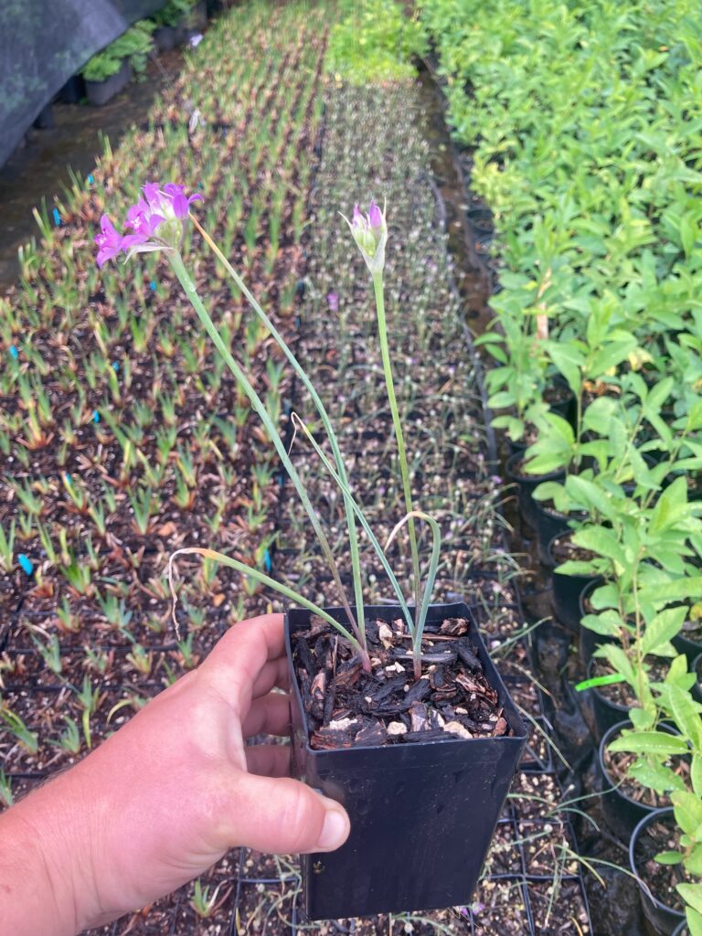 Allium acuminatum - Sevenoaks Native Nursery