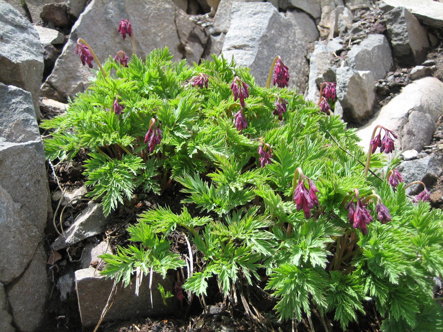 Dicentra formosa - Sevenoaks Native Nursery
