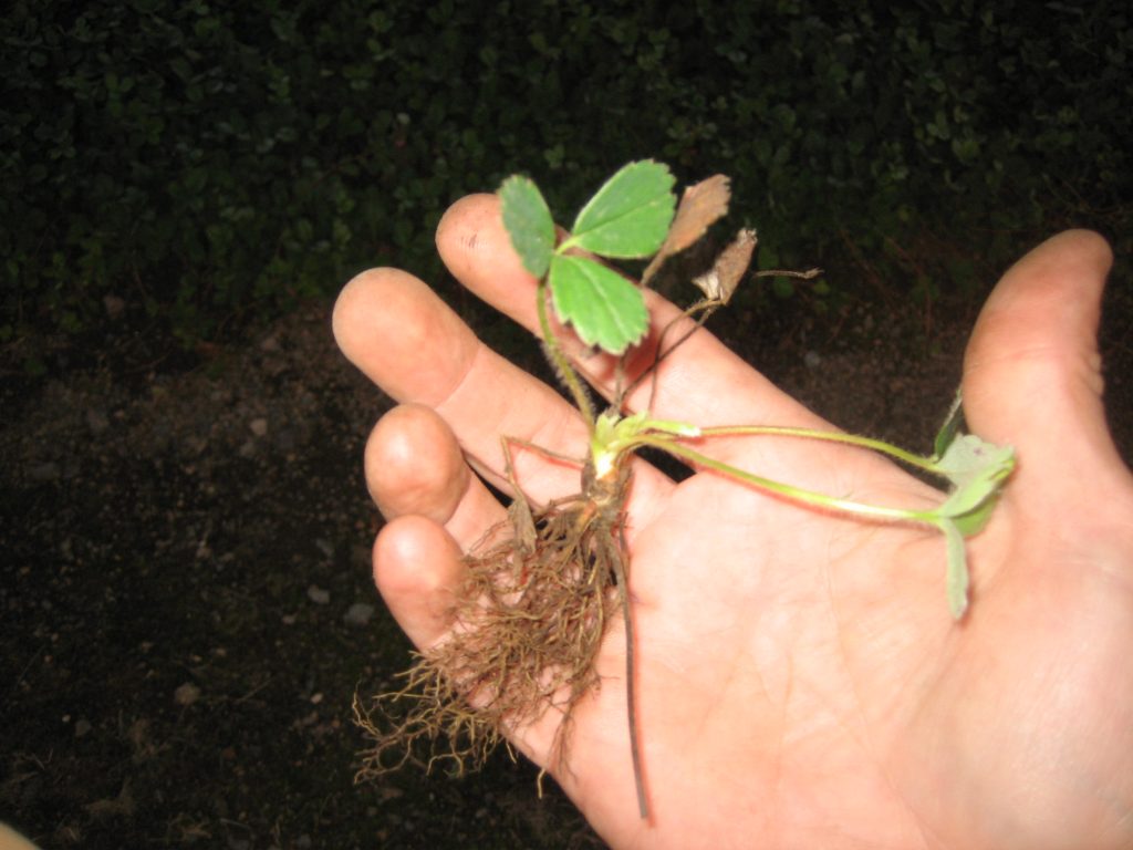 Fragaria virginiana - Sevenoaks Native Nursery