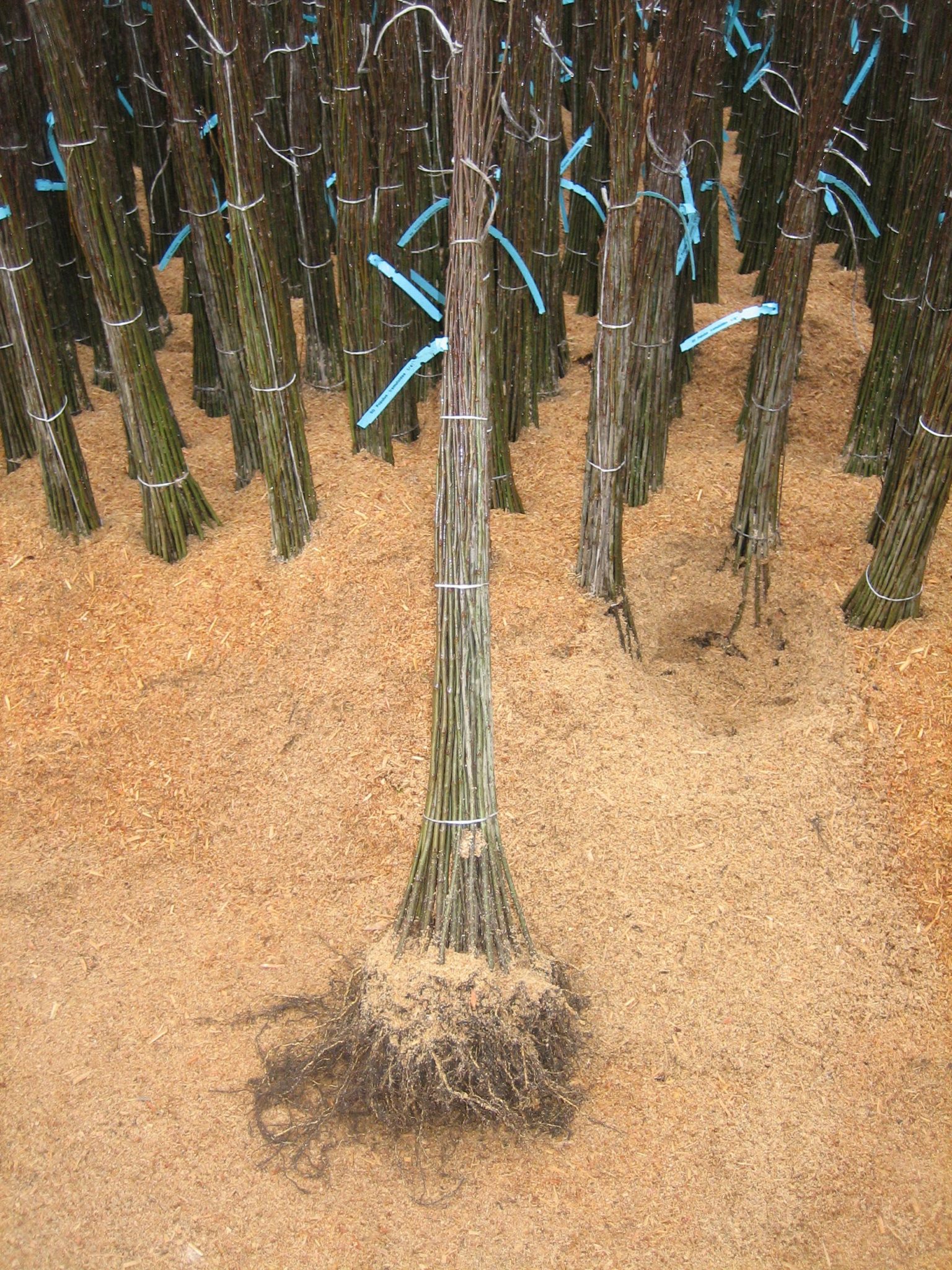 Populus Tremuloides - Sevenoaks Native Nursery