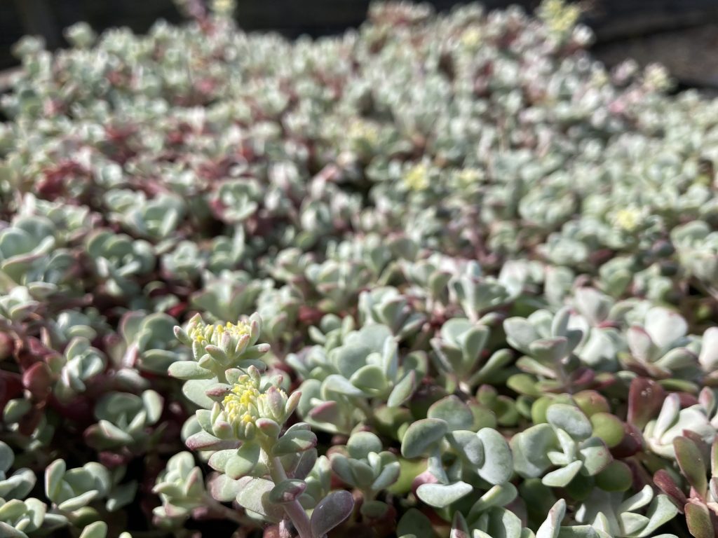 Sedum spathulifolium - Sevenoaks Native Nursery