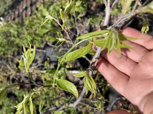 Celtis reticulata - Sevenoaks Native Nursery