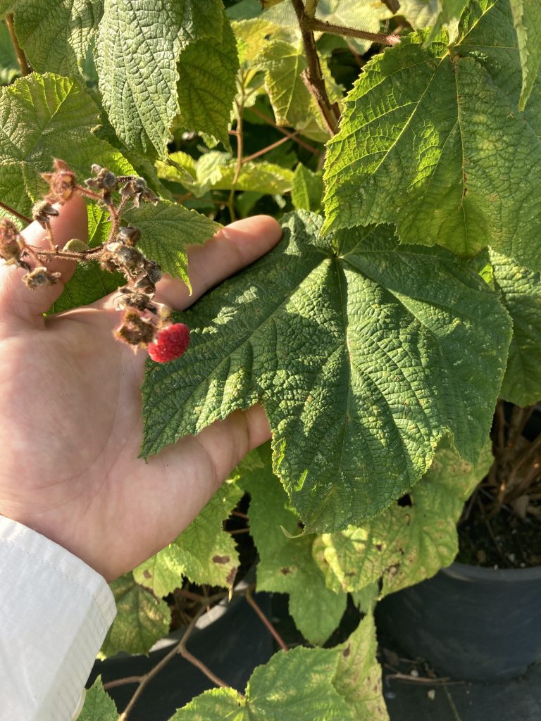Rubus odoratus - Sevenoaks Native Nursery