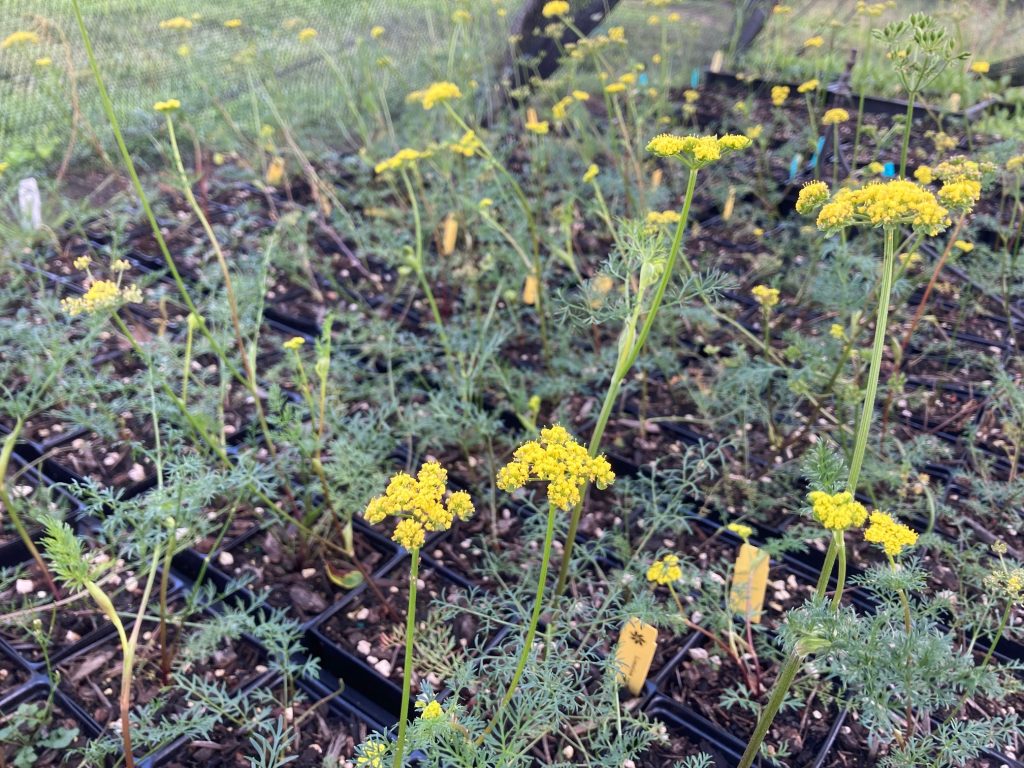 Lomatium utriculatum - Sevenoaks Native Nursery