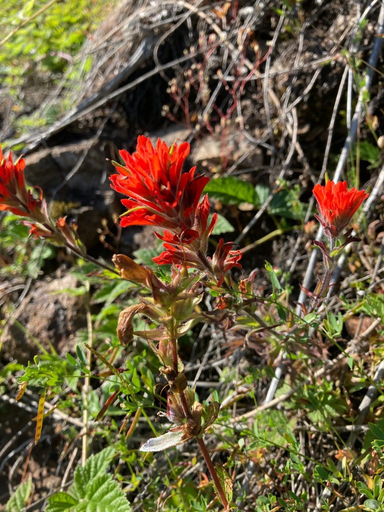 Castilleja hispida - Sevenoaks Native Nursery