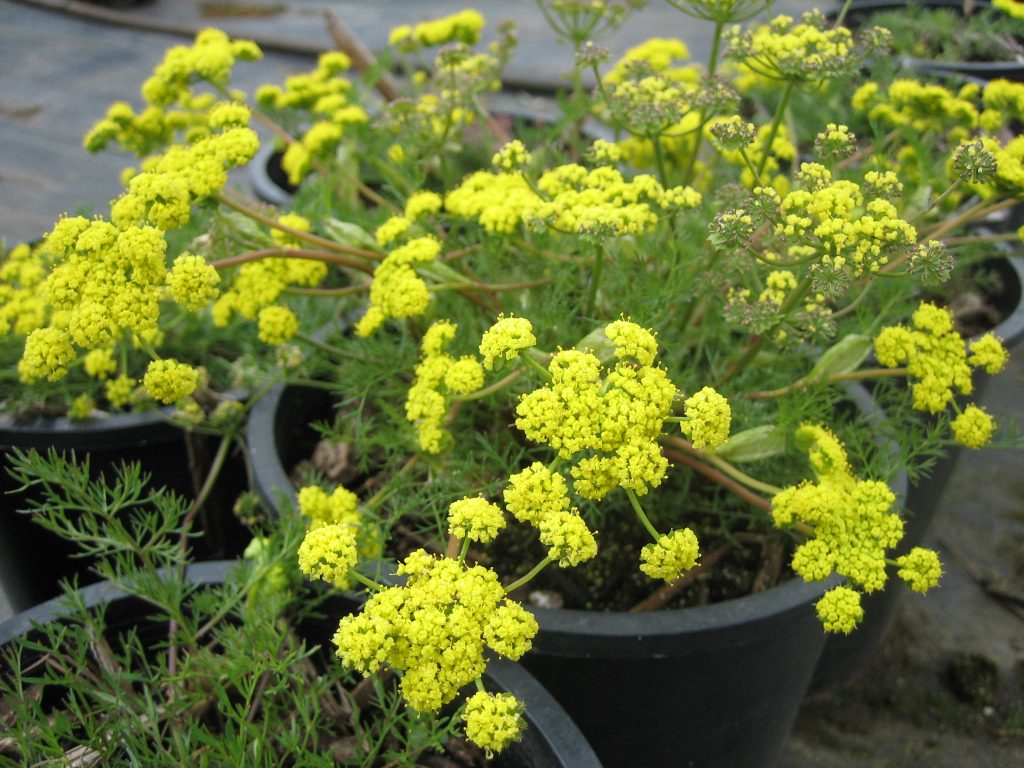 Lomatium utriculatum - Sevenoaks Native Nursery