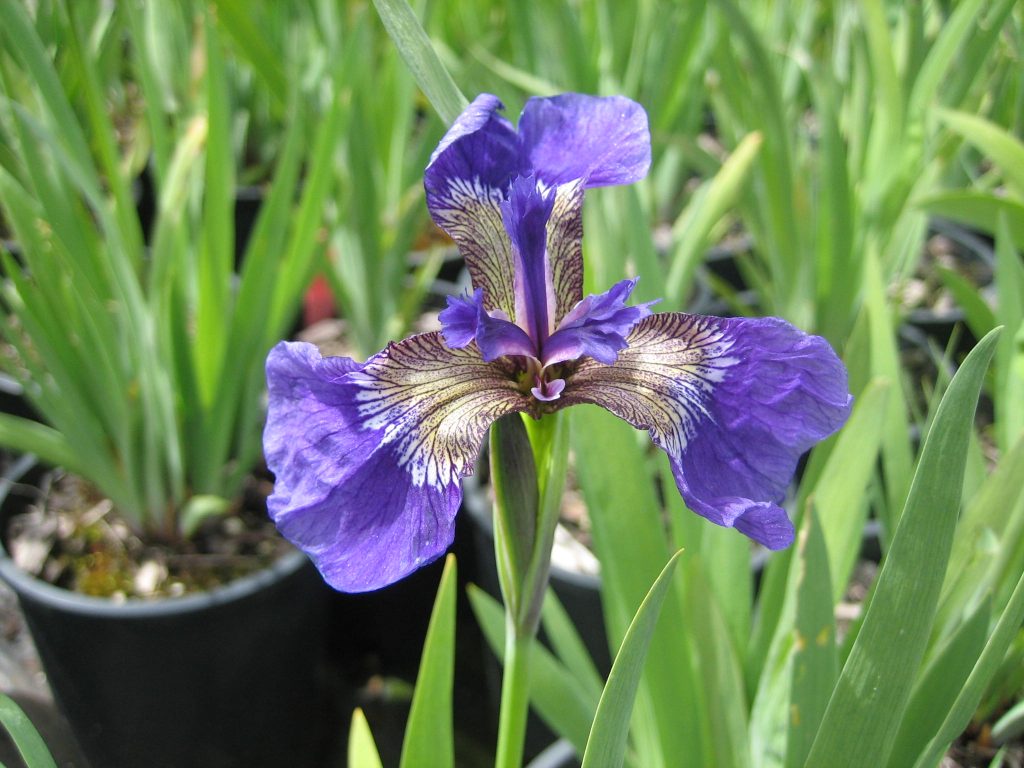 Iris setosa - Sevenoaks Native Nursery
