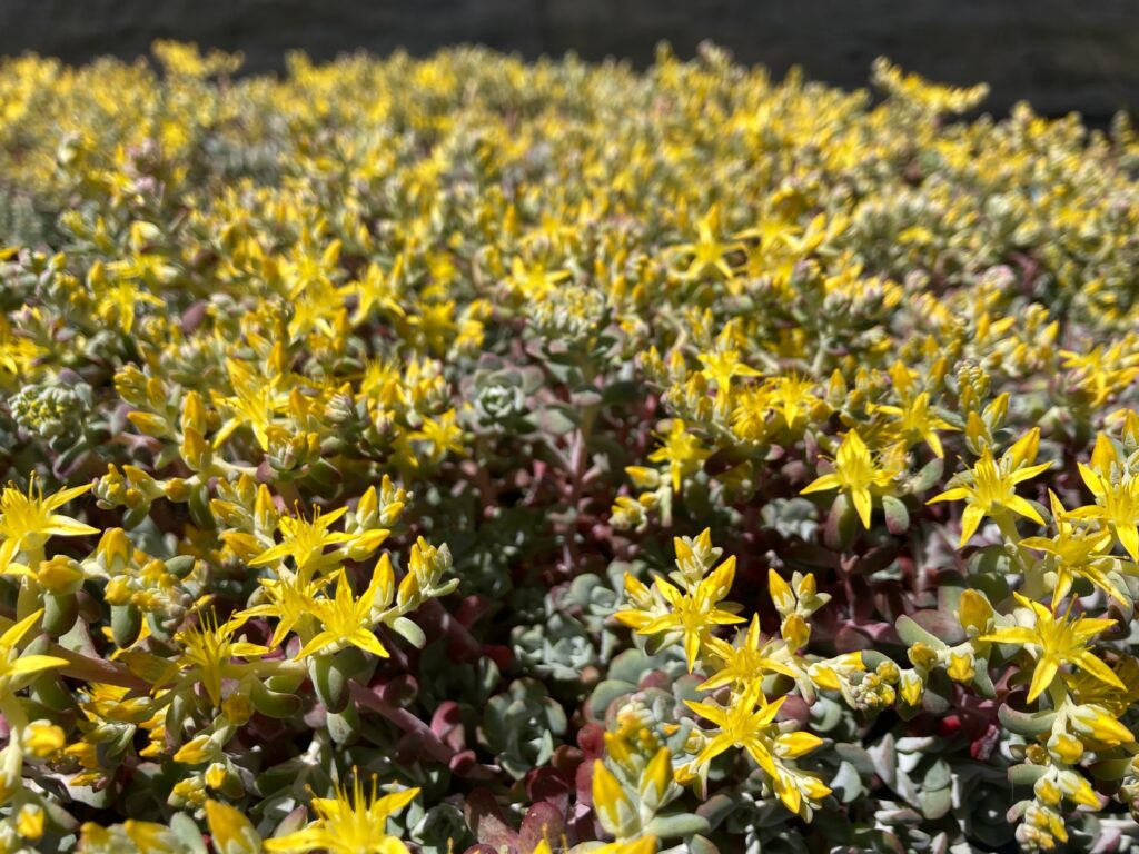 Sedum spathulifolium - Sevenoaks Native Nursery