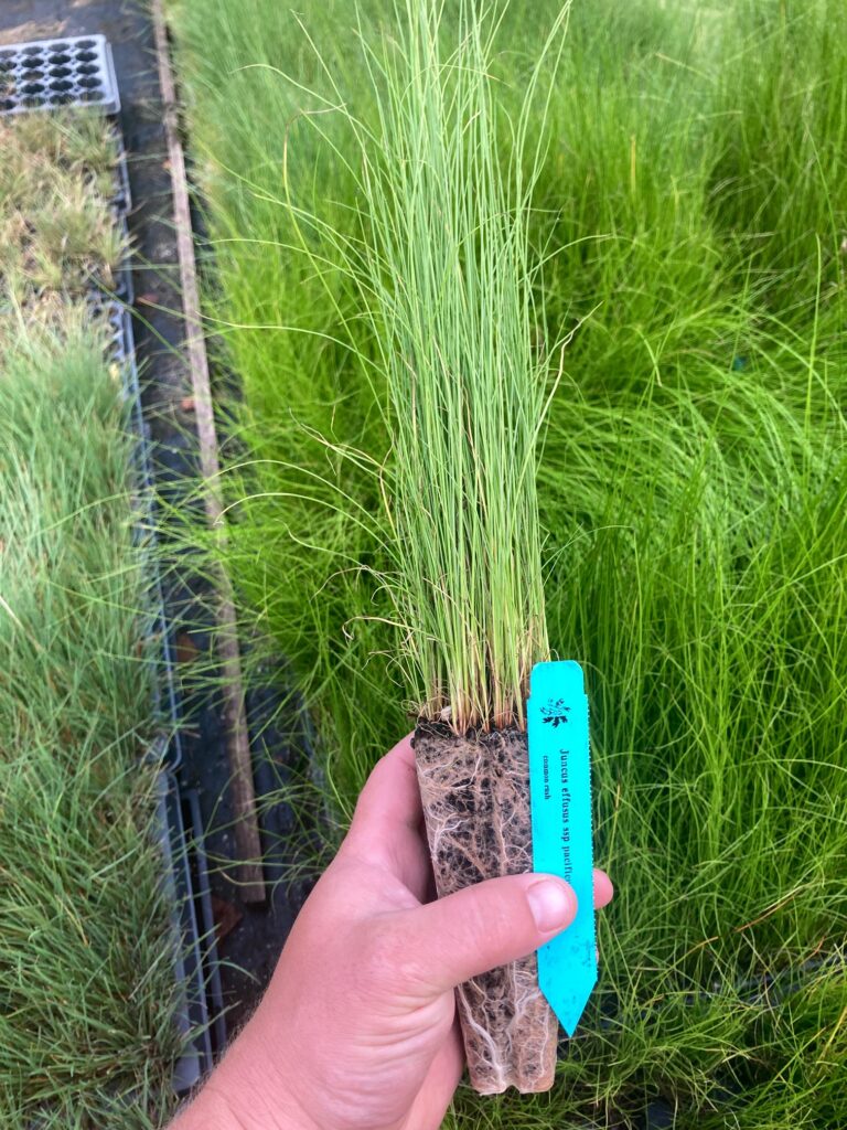 Juncus effusus - Sevenoaks Native Nursery