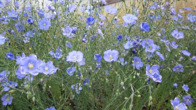 Linum lewisii - Sevenoaks Native Nursery
