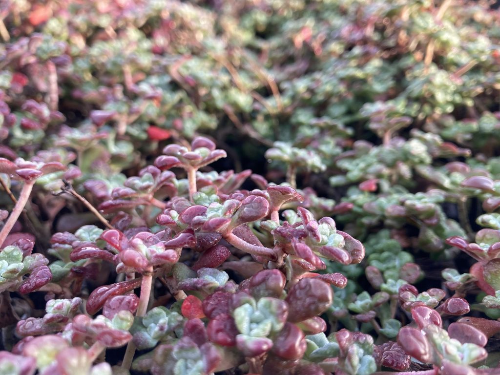 Sedum spathulifolium - Sevenoaks Native Nursery