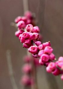 Symphoricarpos orbiculatus - Sevenoaks Native Nursery