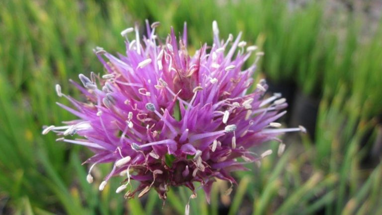 Allium validum - Sevenoaks Native Nursery