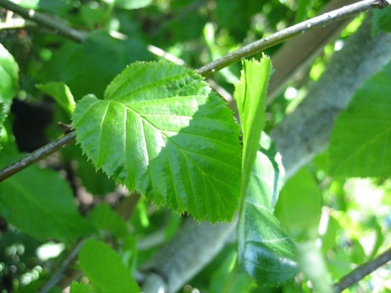 Alnus viridis ssp. sinuata - Sevenoaks Native Nursery
