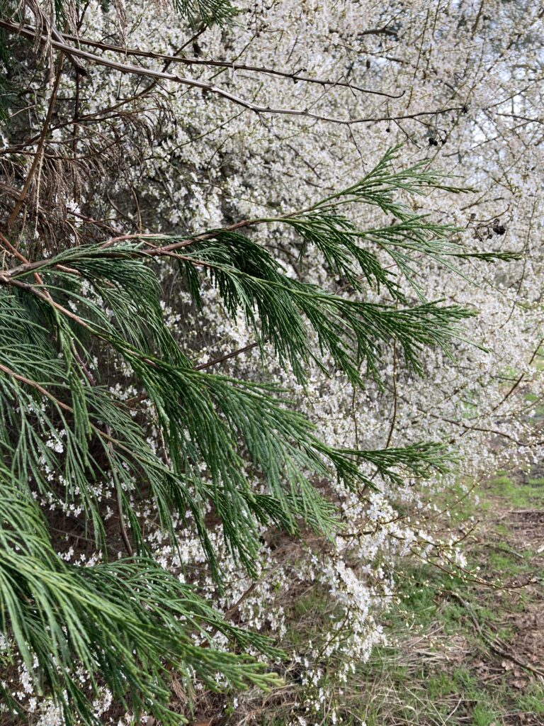 Calocedrus decurrens - Sevenoaks Native Nursery