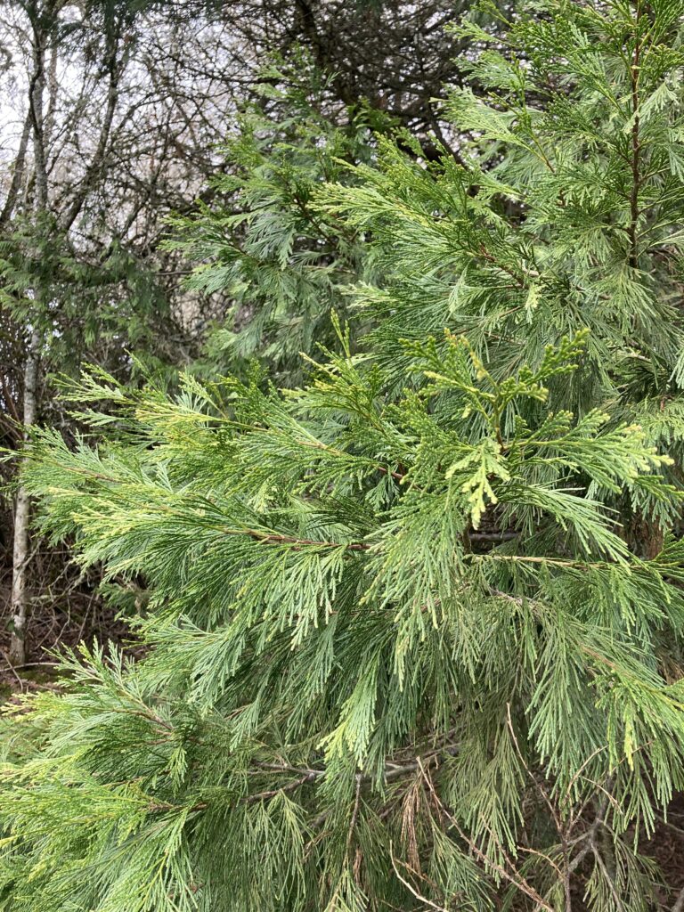 Calocedrus decurrens - Sevenoaks Native Nursery