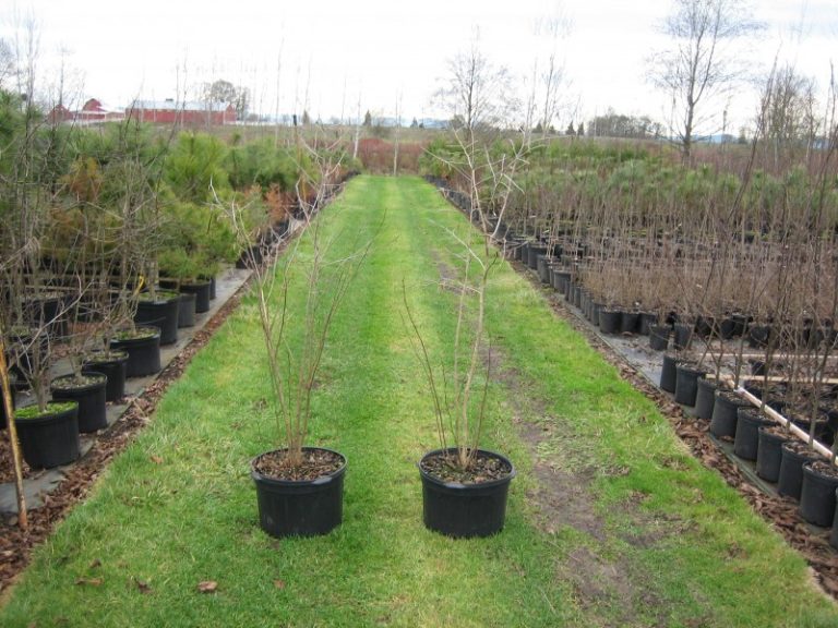 Corylus cornuta v. cornuta - Sevenoaks Native Nursery