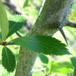 Shrubs Archives - Sevenoaks Native Nursery