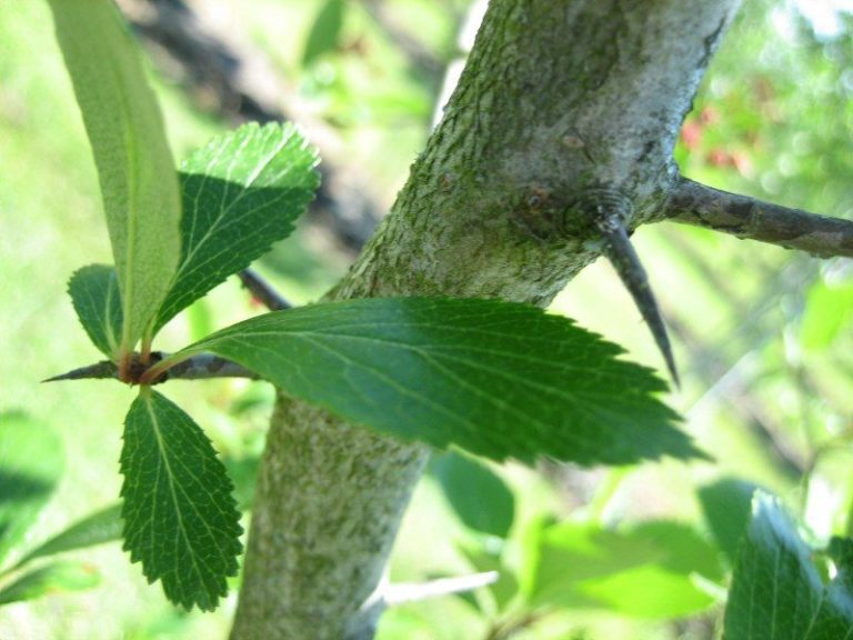 Crataegus douglasii - Sevenoaks Native Nursery