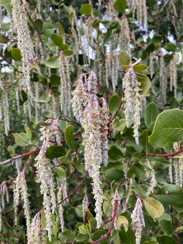 Garrya elliptica - Sevenoaks Native Nursery