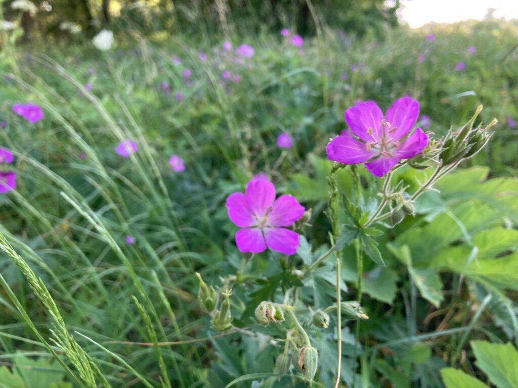 Geranium oreganum - Sevenoaks Native Nursery