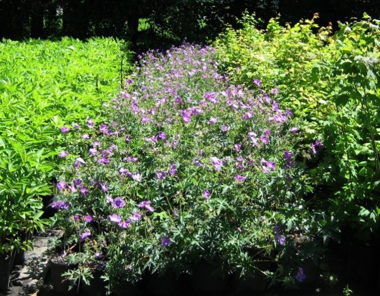 Geranium oreganum - Sevenoaks Native Nursery