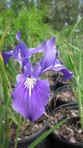 Iris tenax - Sevenoaks Native Nursery