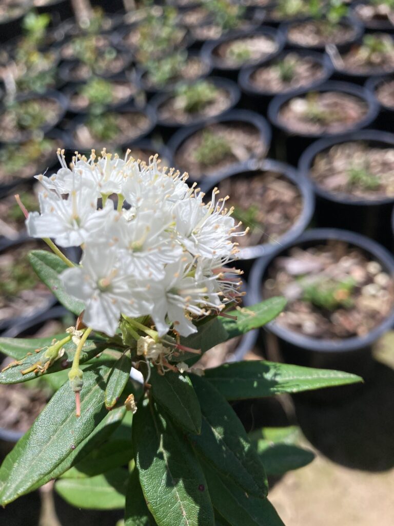 Ledum [Rhododendron] glandulosum ssp. columbianum - Sevenoaks Native ...