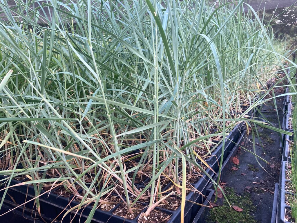 Leymus mollis - Sevenoaks Native Nursery