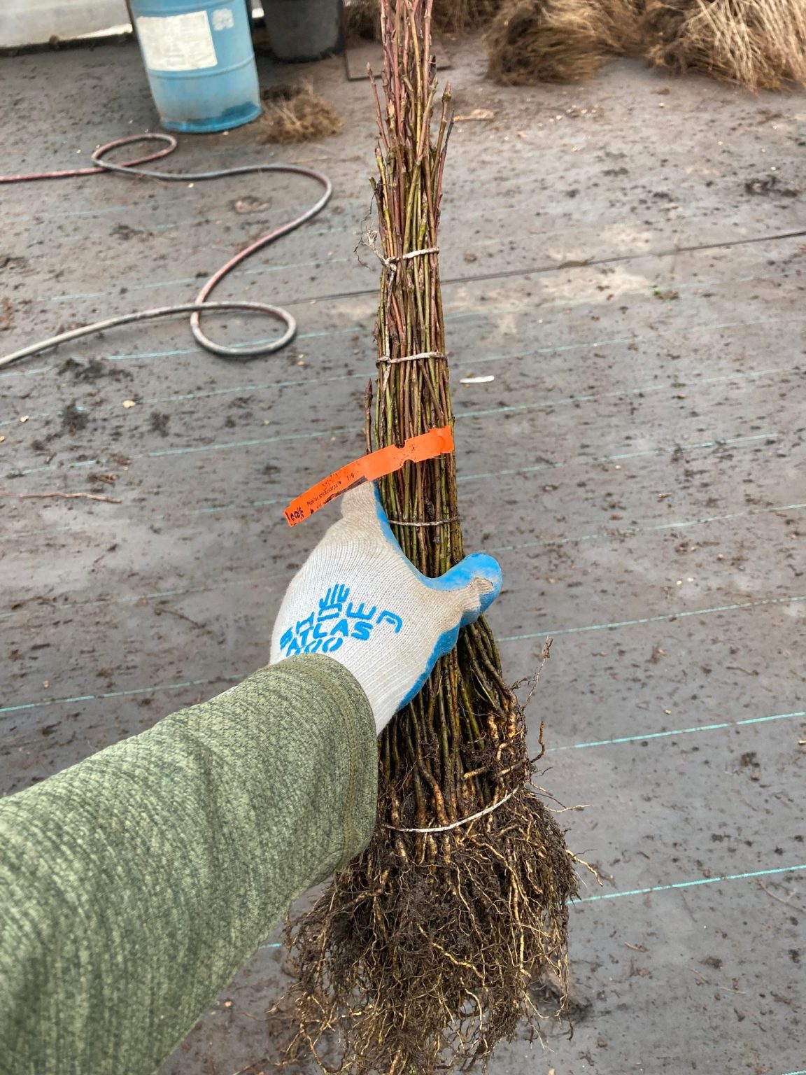 Populus trichocarpa (P. balsamifera ssp. trichocarpa) - Sevenoaks ...