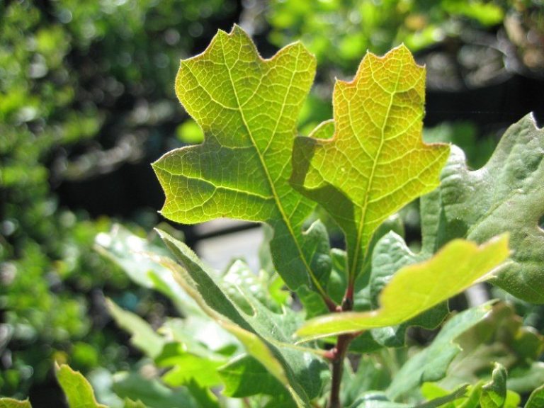 Quercus douglasii - Sevenoaks Native Nursery