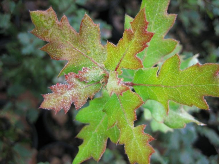 Quercus douglasii - Sevenoaks Native Nursery