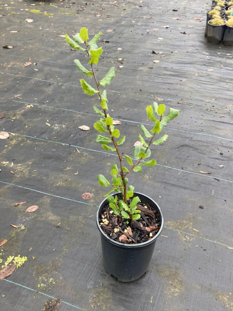 Quercus wislizeni - Sevenoaks Native Nursery