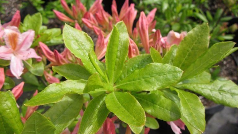 Rhododendron occidentale - Sevenoaks Native Nursery