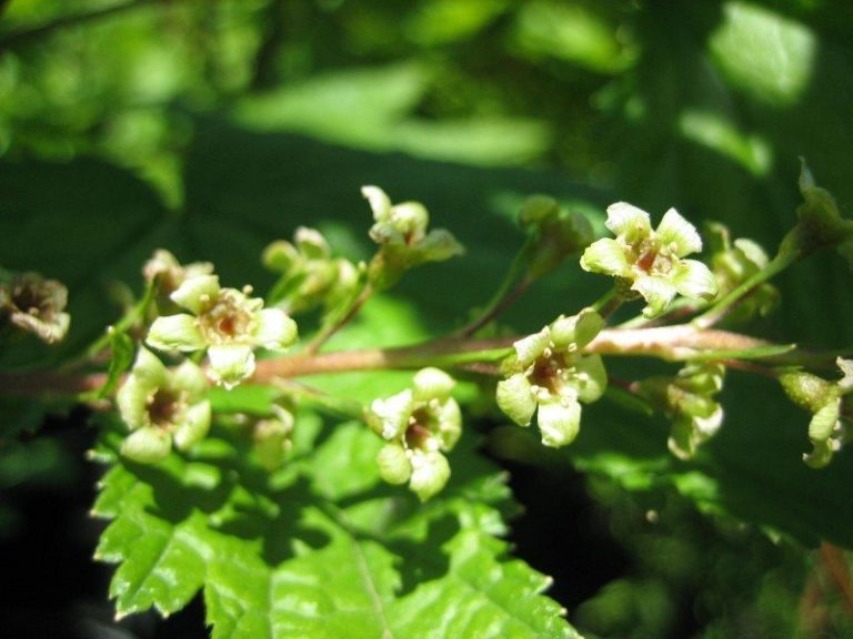Ribes bracteosum - Sevenoaks Native Nursery