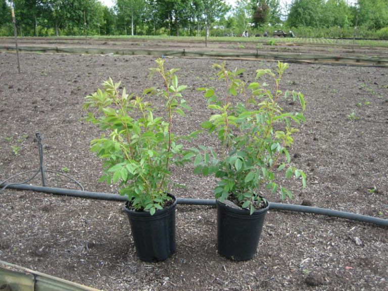 Rosa woodsii - Sevenoaks Native Nursery