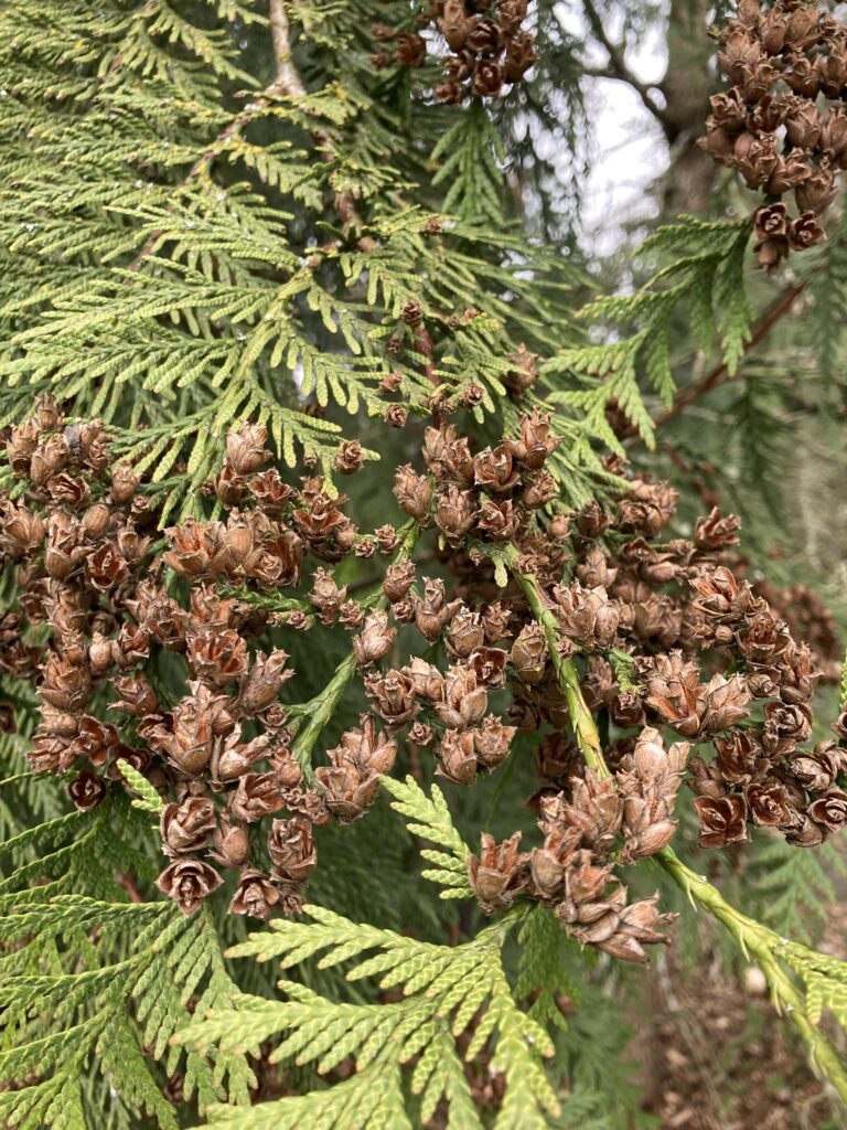 Thuja plicata - Sevenoaks Native Nursery