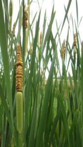 Typha latifolia - Sevenoaks Native Nursery