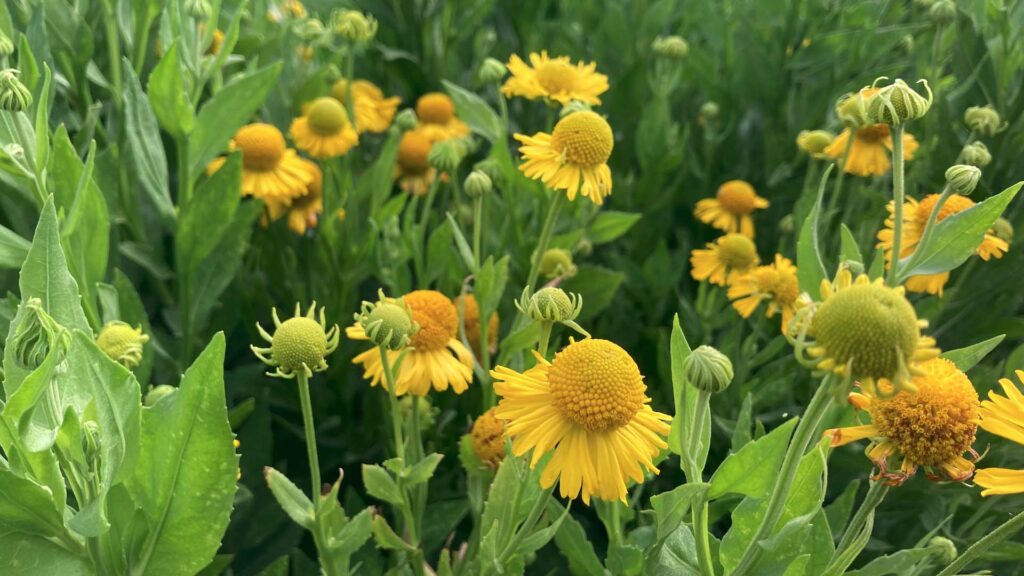 Helenium autumnale - Sevenoaks Native Nursery